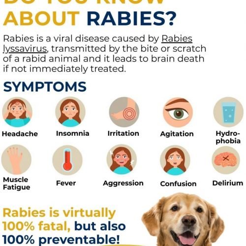 World Rabies Day | Social Media Campaign – VFAHT